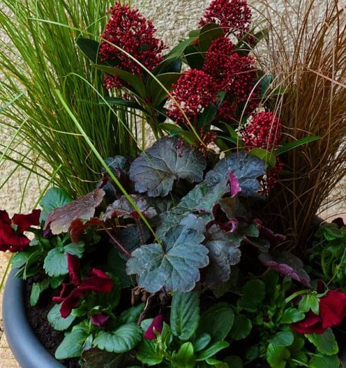 5 Easy Containers for Stunning Winter Colour – Gardening Ideas from the ...