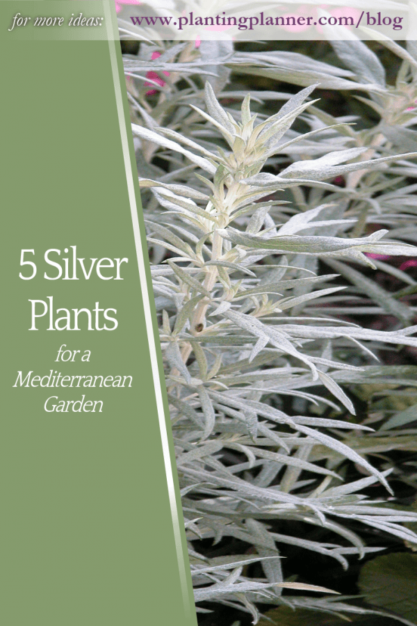 5 Silver Plants for a Mediterranean Garden – Gardening Ideas from the ...