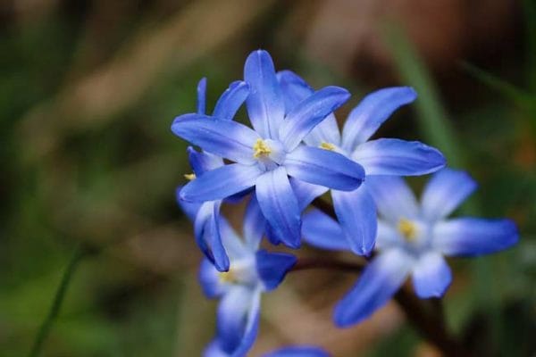 Yellow is Not the Only Colour – 5 Perfect Blue Flowers for Early Spring ...