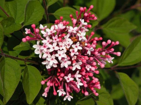 Syringa pubescens subsp. microphylla ‘Superba’